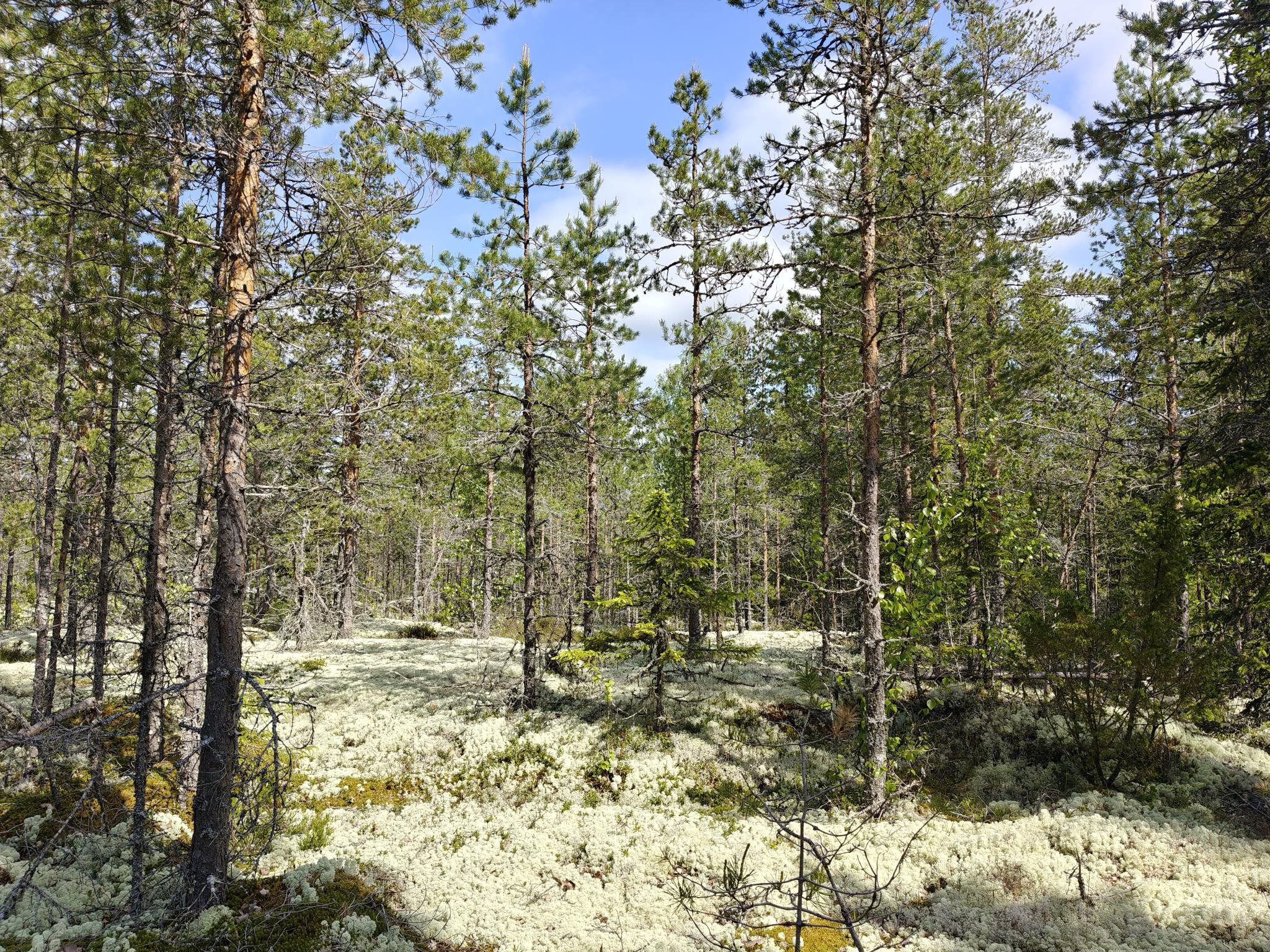 Maakaapeli vai ilmajohto? Toimivimman ratkaisun valinta on monen ...